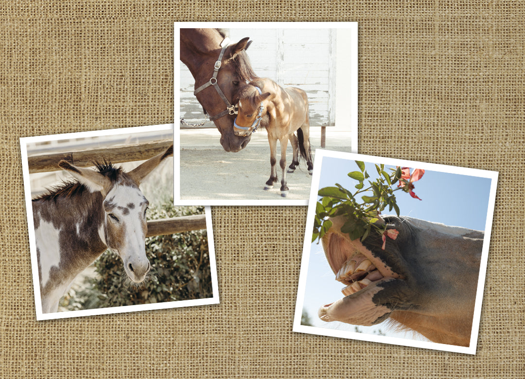 Beloved Bunch Bundle – Roam the Range