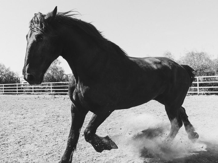 Frederick's Freedom – Roam the Range