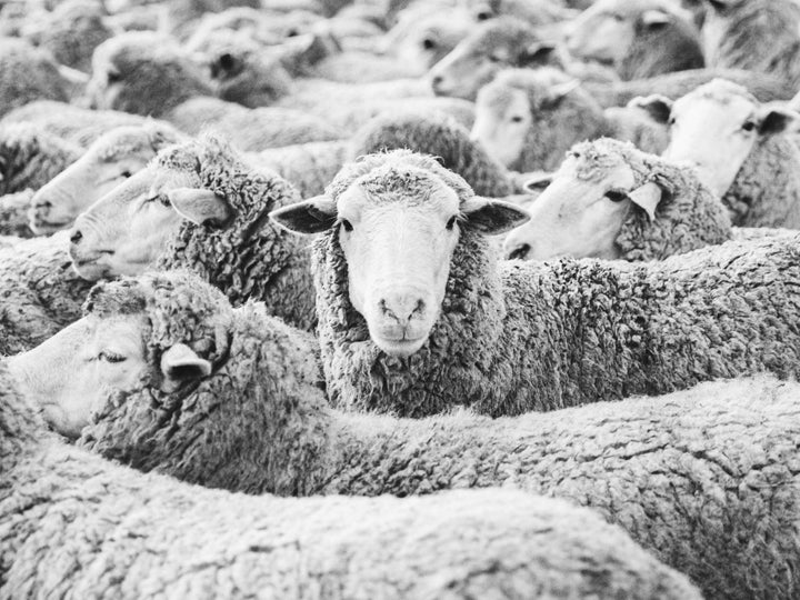 Sheep Peep – Roam the Range